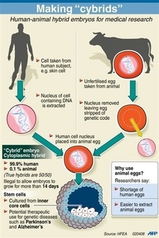 Life issues whirlwind in UK Parliament: MPs approve human/animal hybrid ...