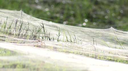 Millions of Spiders Infest Memphis, Tennessee Neighborhood...