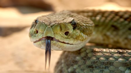 5 Bizarre New Plagues that Have Made Headlines in the United States ...